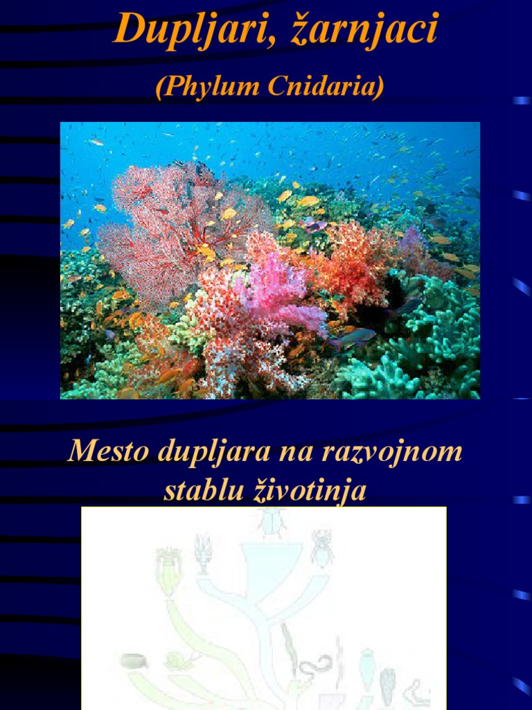 Dupljari | PDF