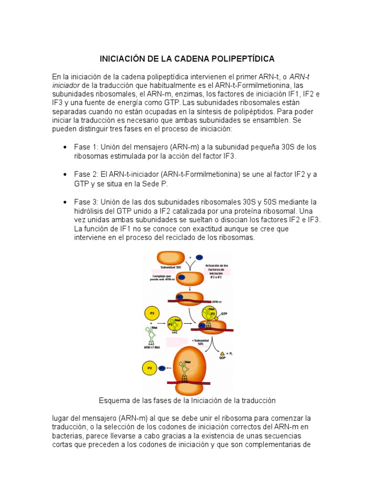 Iniciación de La Cadena Polipeptídica | Traducción (biología) | Péptido