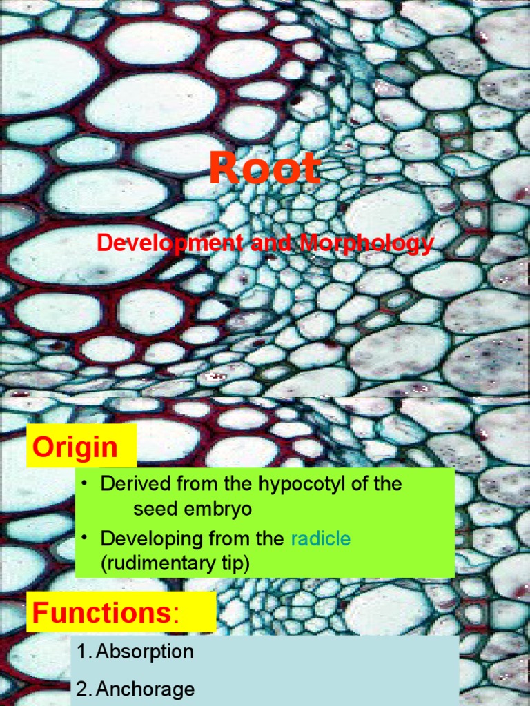 Root Development and Morphology: A Comprehensive Overview of Root ...