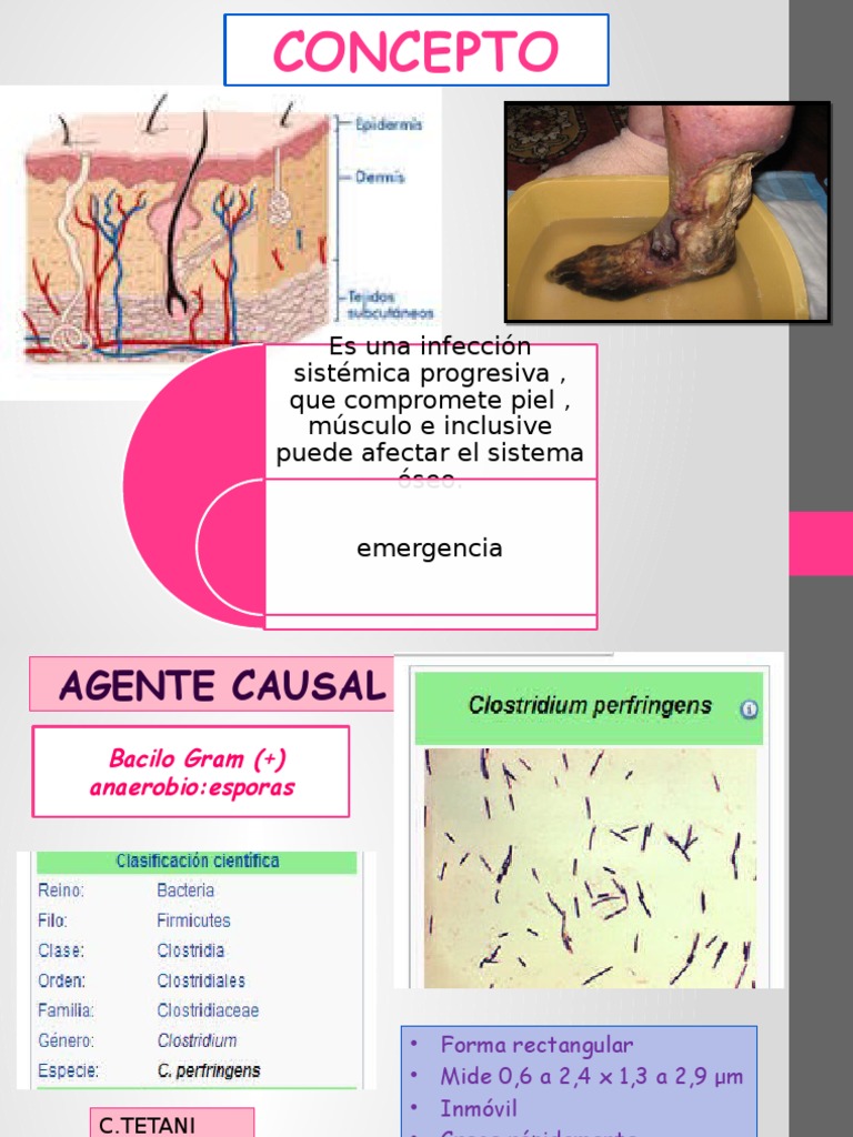 Gangrena Gaseosa | PDF | Medicina | Especialidades Medicas