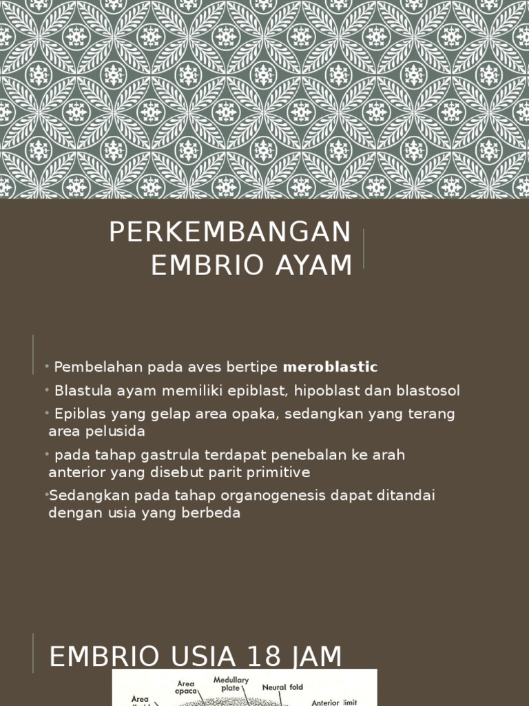 Perkembangan Embrio Ayam | PDF