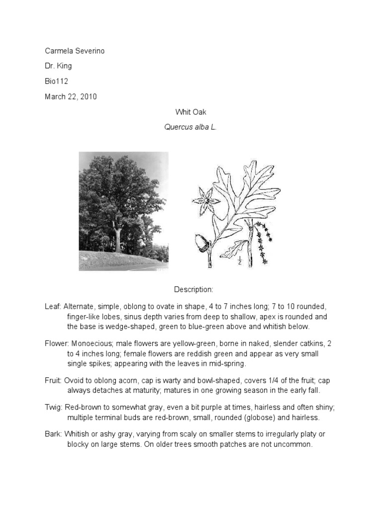 White Oak (Quercus alba) Overview | PDF | Oak | Trees