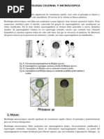 Atlas Micología | PDF | Aspergilo | Hongo