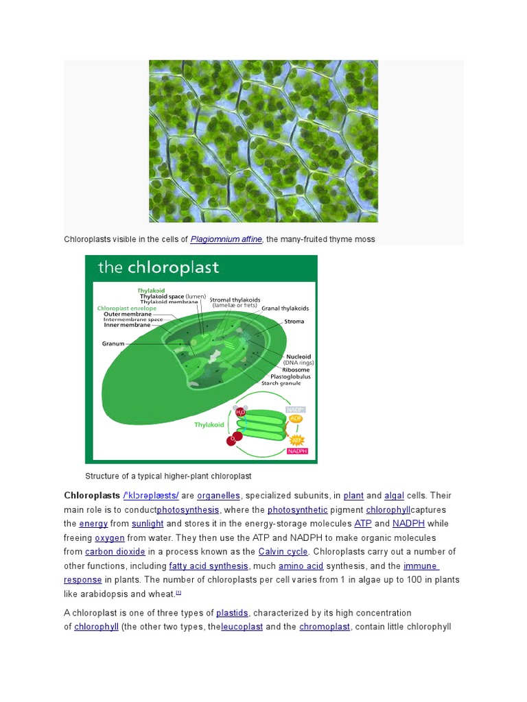 The Structure and Functions of Chloroplasts: An Organelle Essential for ...