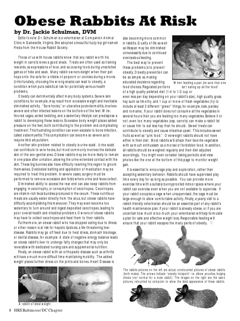 Obesity in Rabbits | PDF | Eating | Rabbit