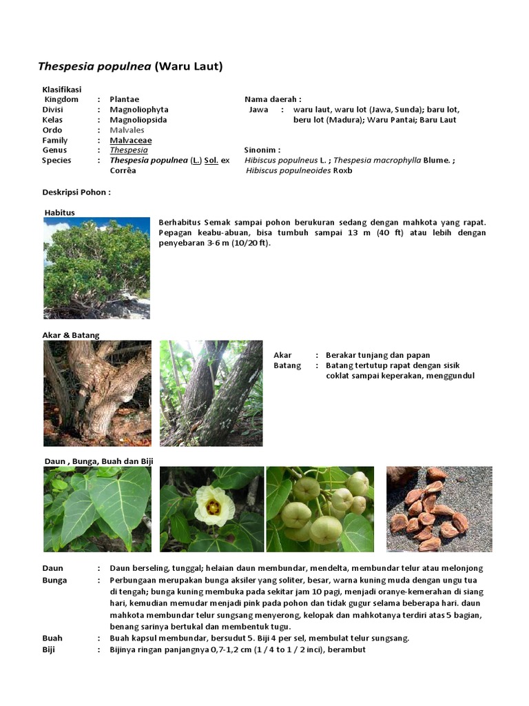 Kea Thespesia Populnea (Waru) | PDF