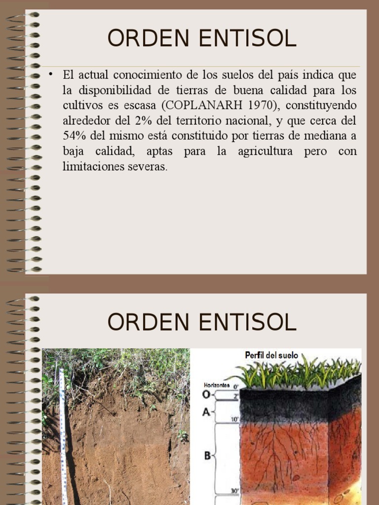 Orden Entisol | PDF