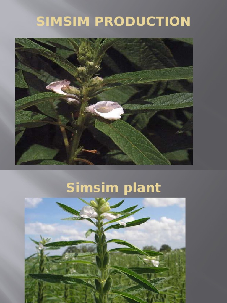 Simsim Production. | PDF | Sesame | Sowing