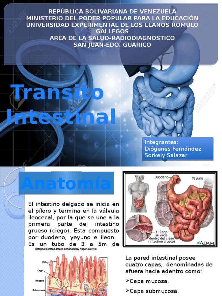 Transito Intestinal | PDF | Intestino delgado | Anatomía