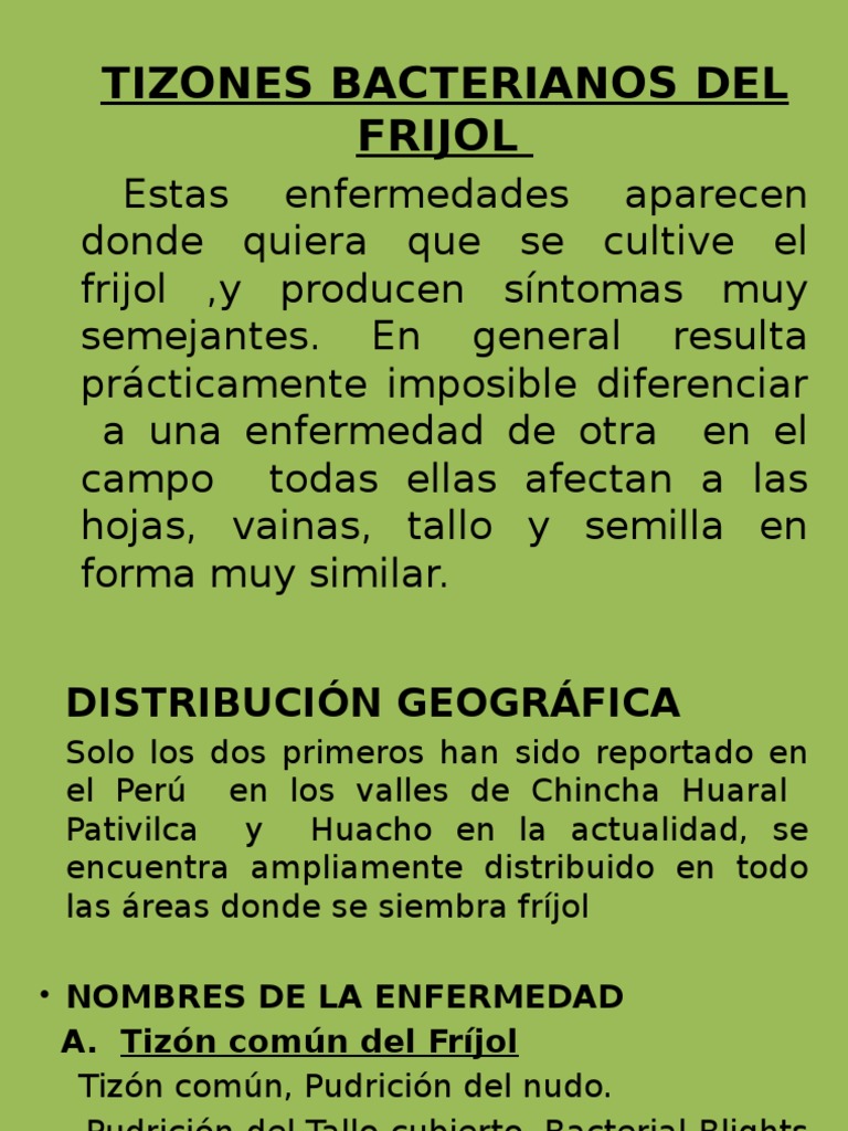 3-Tizones Bacterianos Del Frijol | PDF | Tallo de la planta | Hoja