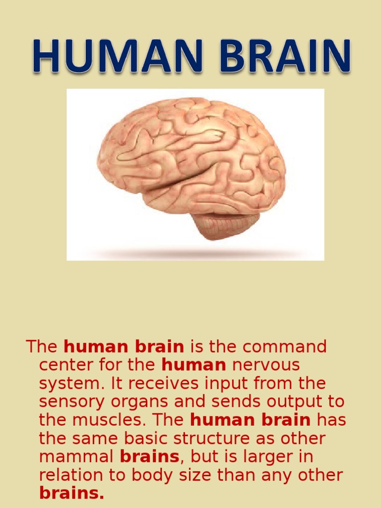 Human Brain | PDF | Human Brain | Cerebrum