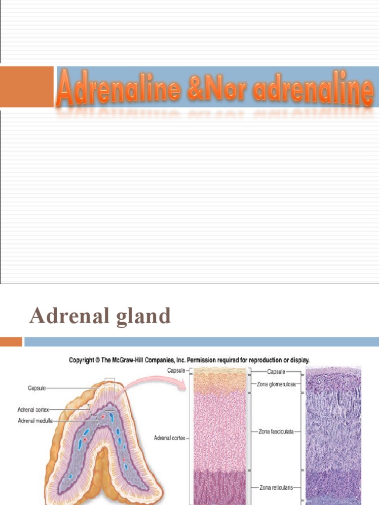 Adrenaline | PDF | Norepinephrine | Adrenal Gland