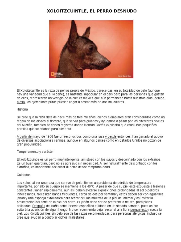 Xoloitzcuintle | PDF