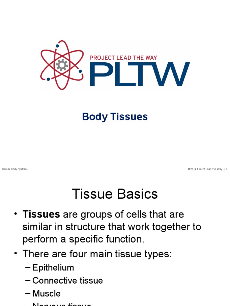 Overview of Body Tissues | PDF | Career & Growth | Wellness