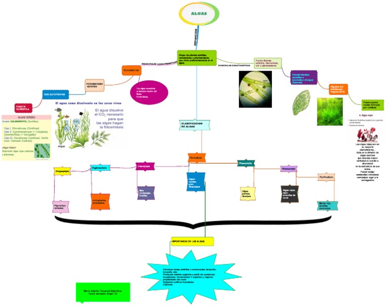 Mapa Conceptual ALGAS | PDF