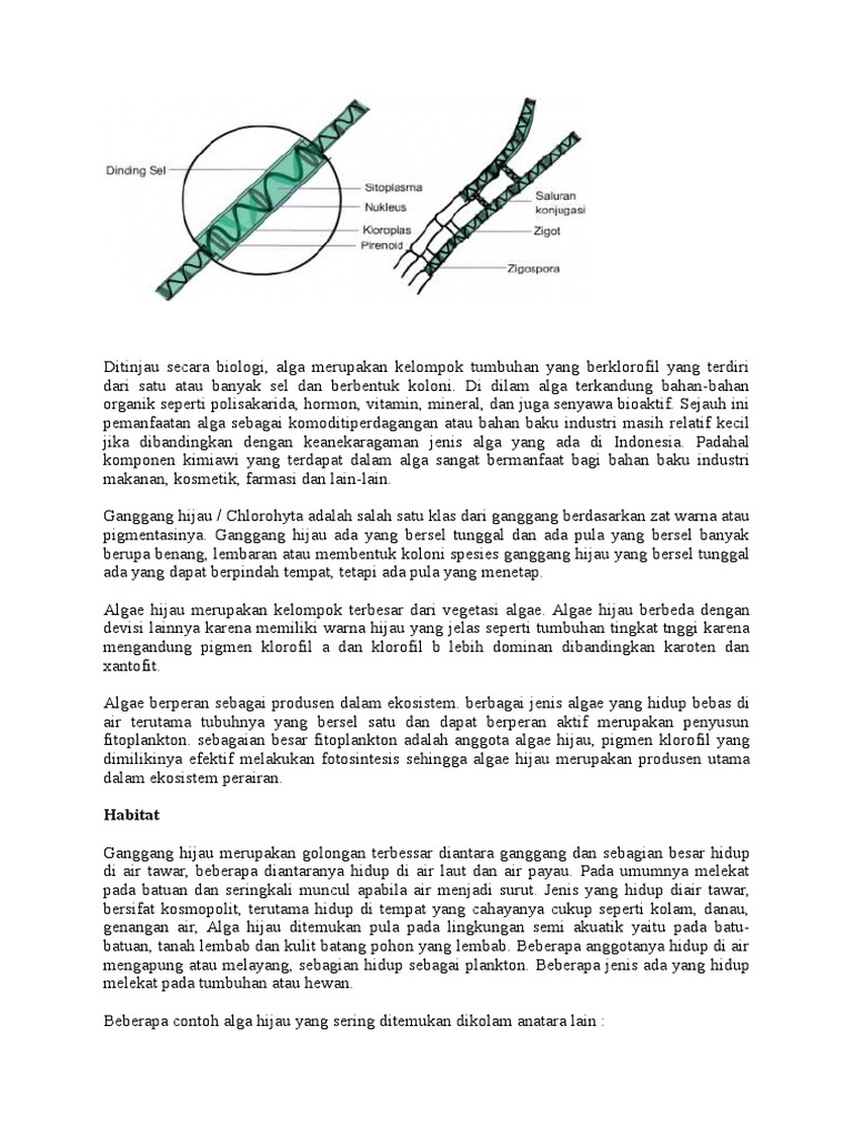 Keanekaragaman dan Manfaat Alga Hijau | PDF