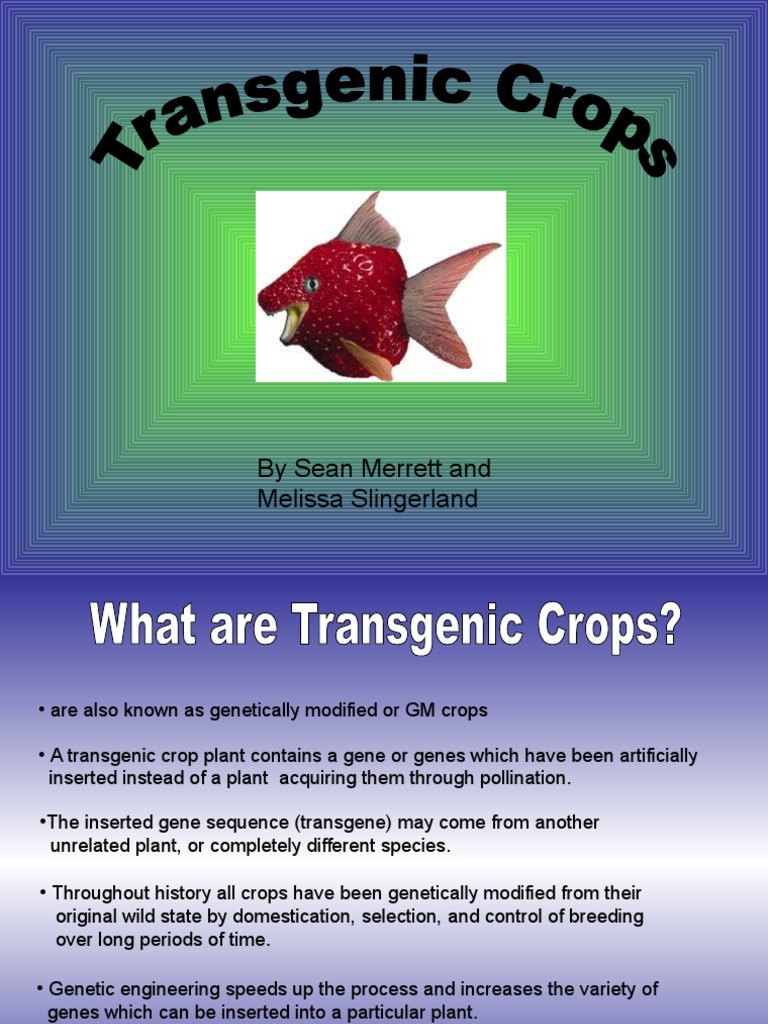 transgenic crops.ppt | Genetically Modified Crops | Genetically ...