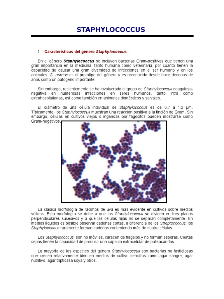 Staphylo | PDF | Staphylococcus Aureus | Estafilococo