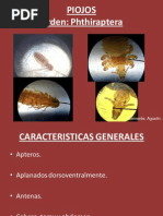 Stephanurus Dentatus | PDF
