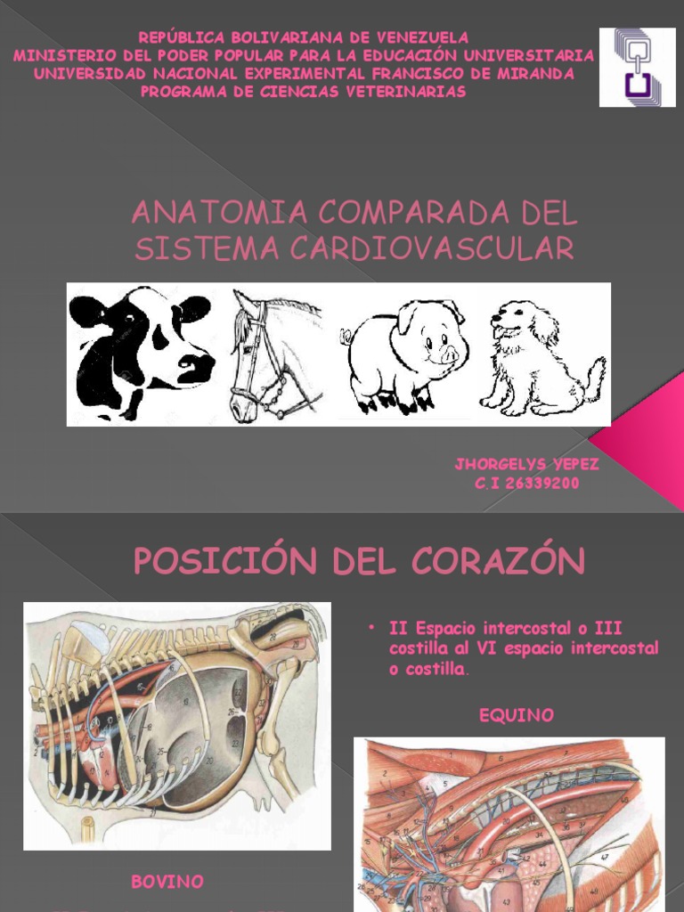 Anatomía Comparada del Corazón Animal | PDF
