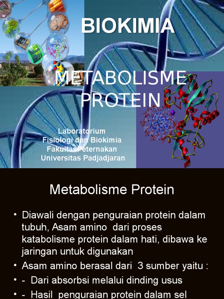 Metabolisme Protein | PDF