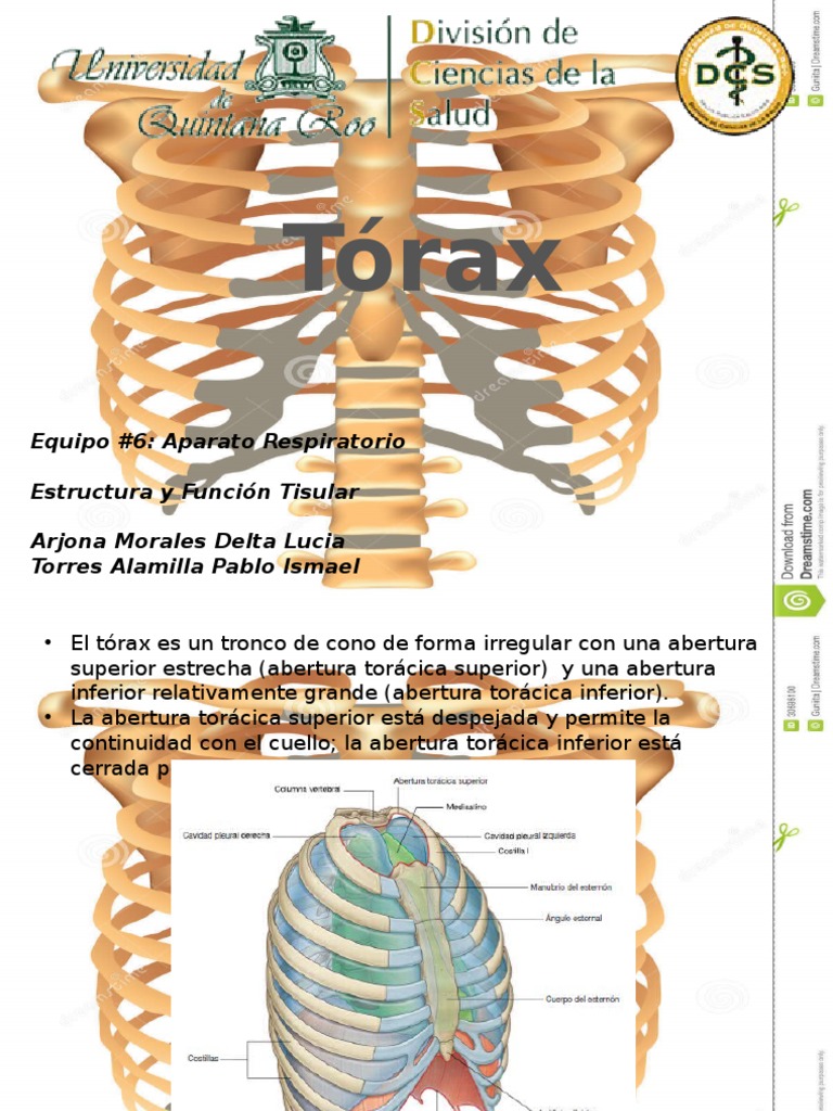 tórax | Tórax | Pulmón