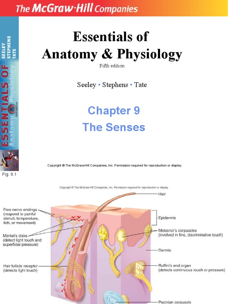 Essentials of Anatomy & Physiology: The Senses | PDF