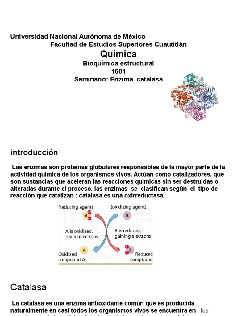 Estructura y función de la catalasa | PDF | Enzima | Catalasa