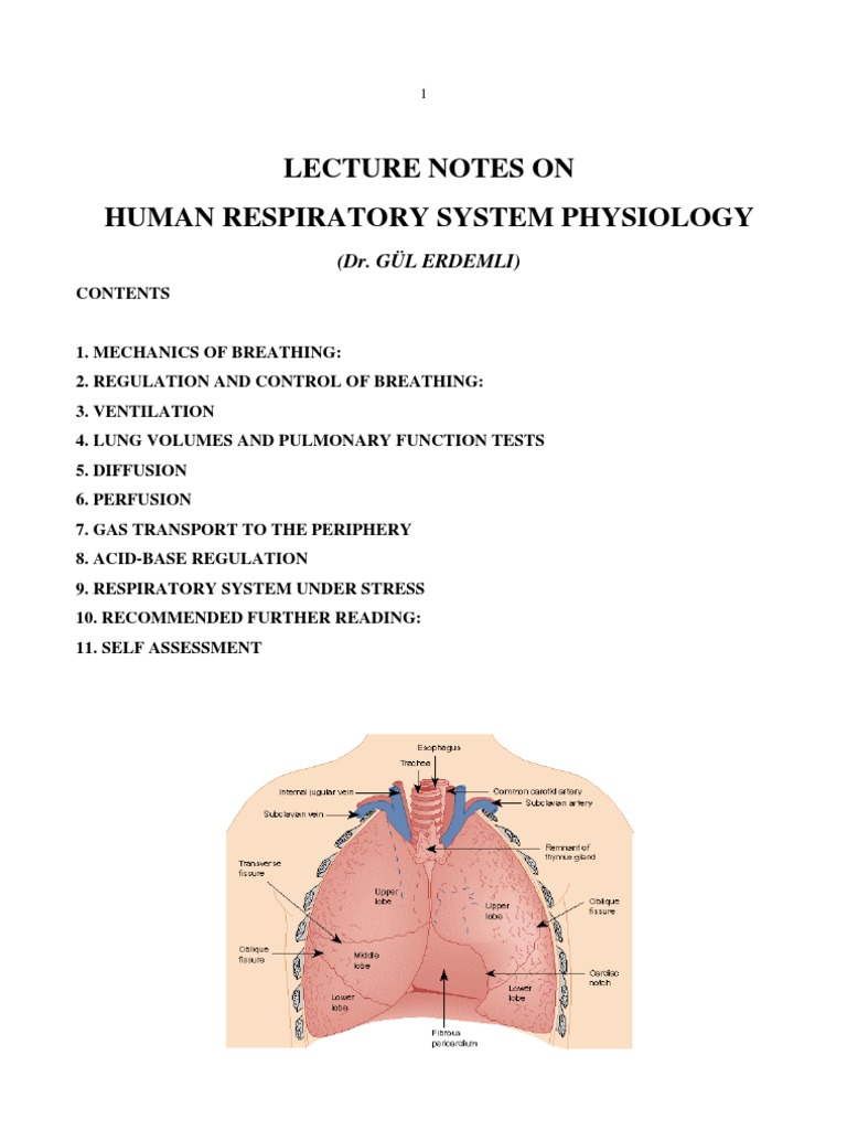 Lecture Notes On Human Respiratory System Physiology Pdf Lung