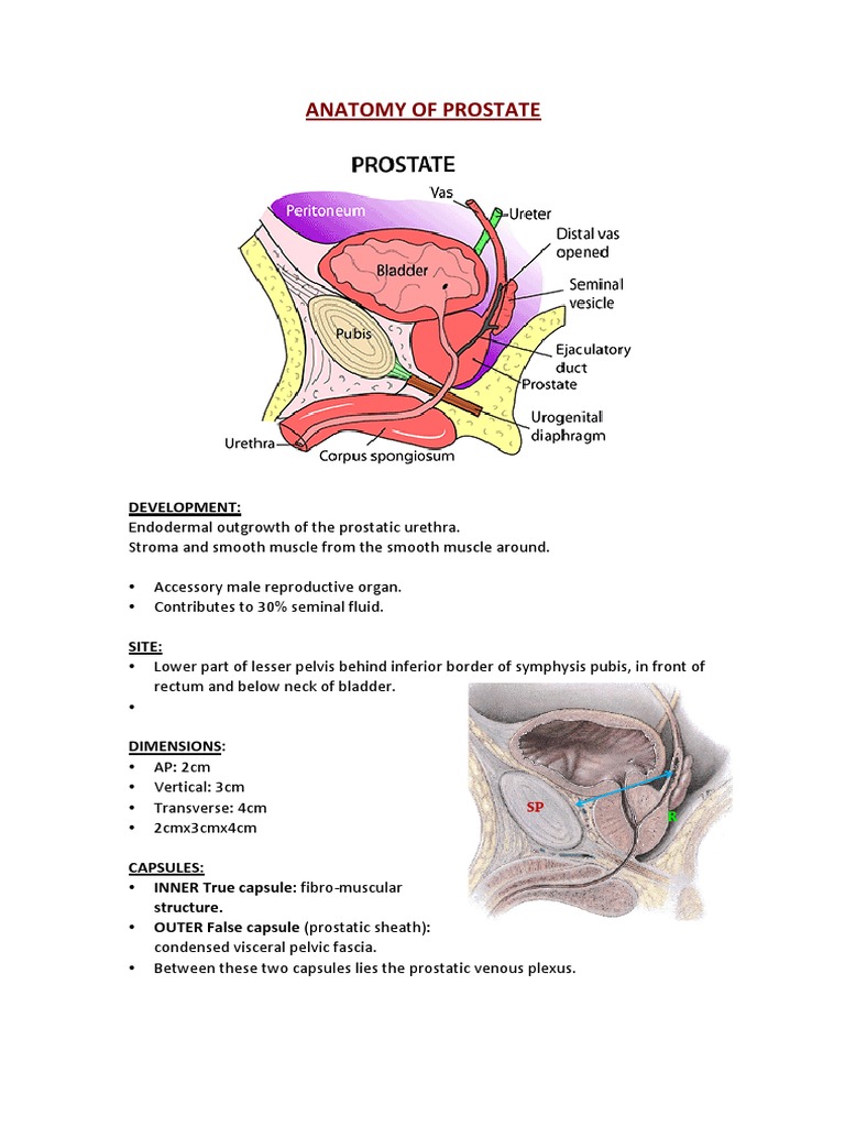 Anatomy of Prostate | PDF