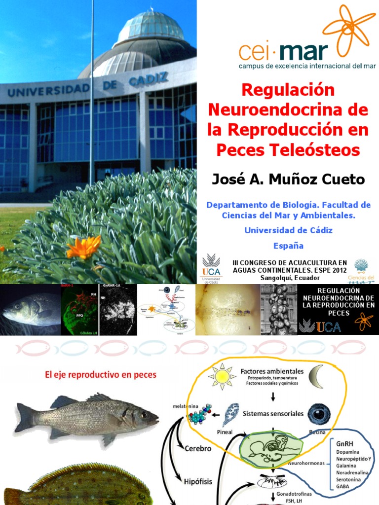 Regulacion Neuroendocrina Reproduccion Peces Teleosteos | PDF ...