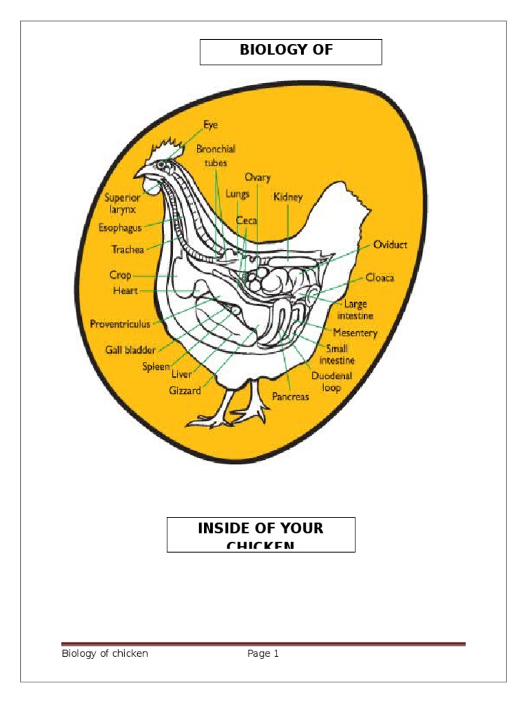 Chicken Anatomy and Physiology | Circulatory System | Lung | Free 30 ...