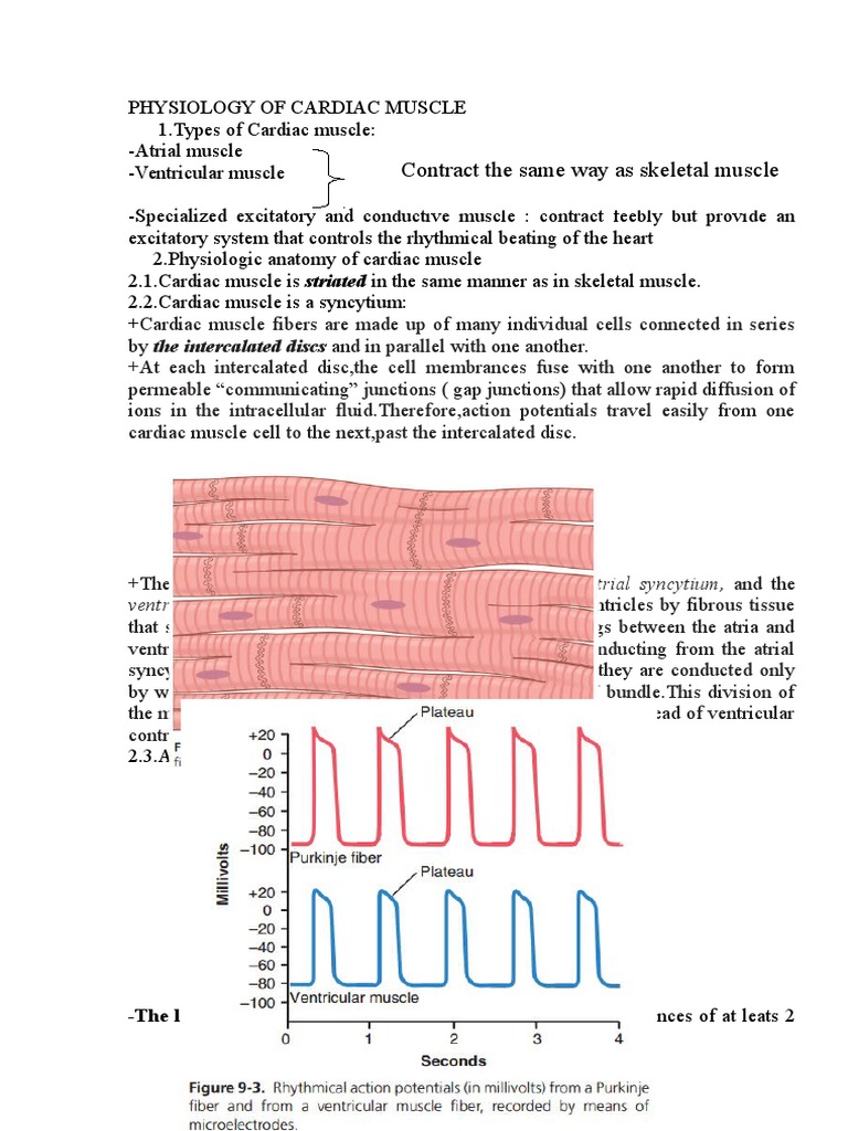 Physiology of Cardiac Muscle | Download Free PDF | Cardiac Muscle ...