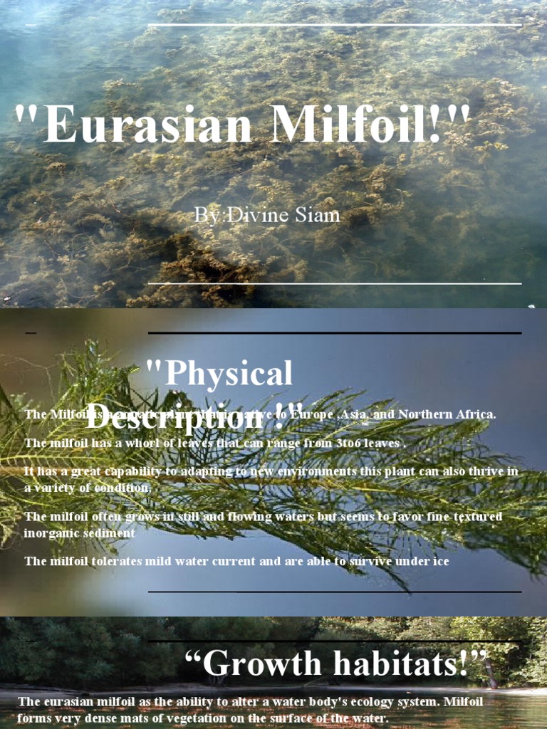 Eurasian Milfoil By-Divine Siam | PDF