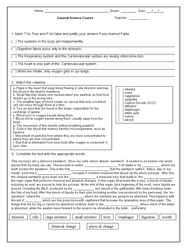 7th Grade Human Body Systems Worksheet | PDF | Circulatory System | Blood