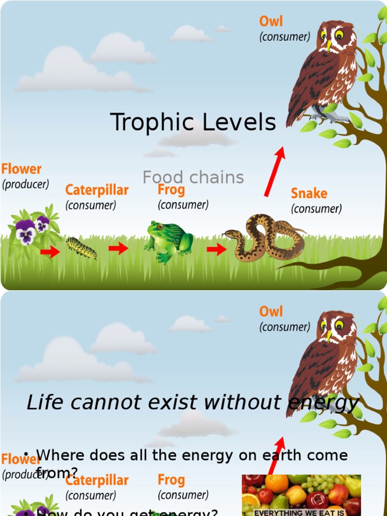 Food Chains | PDF | Science & Mathematics
