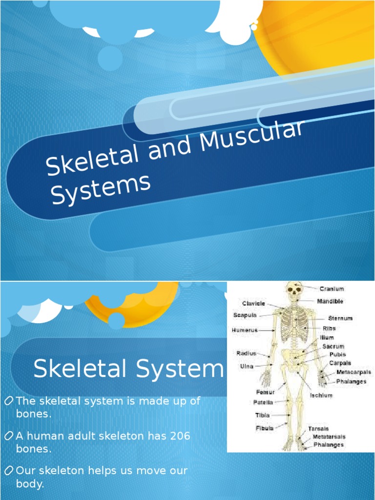 Skeletal and Muscular System | PDF