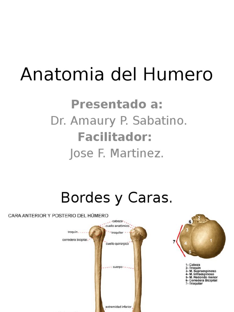 Anatomía del Húmero: Bordes y Caras | PDF | Artes del Lenguaje y ...