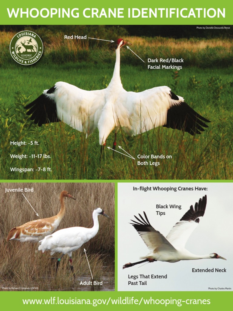 Whooping Crane Fact Sheet | PDF | Hunting | Birds