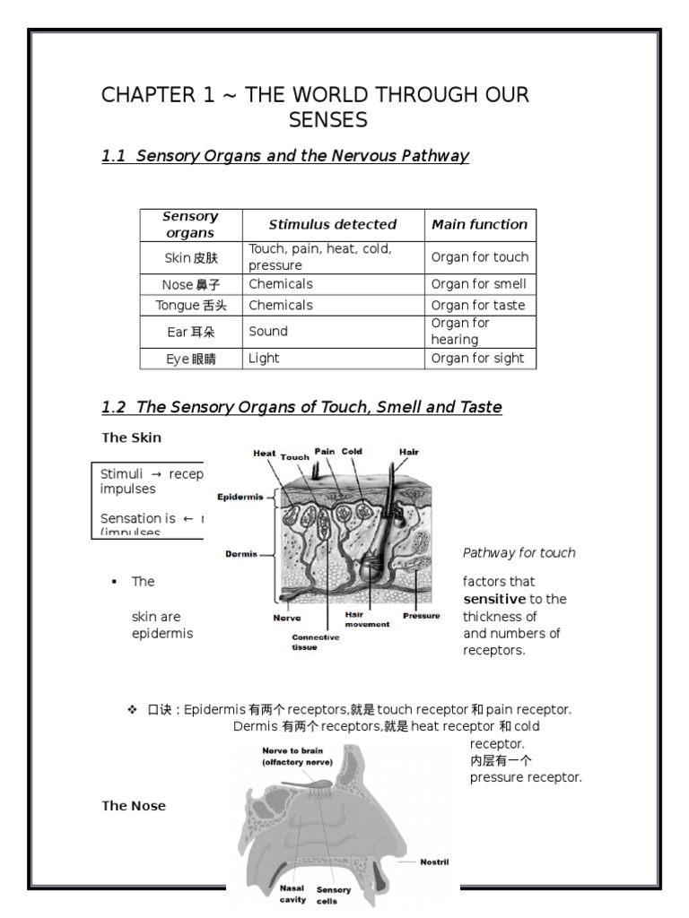 Chapter 1 The World Through Our Senses | PDF | Senses | Eye