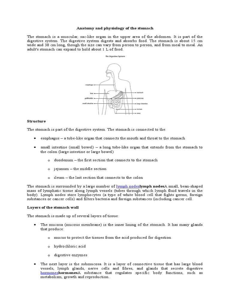 Anatomy and Physiology of The Stomach | PDF | Stomach | Human Digestive ...