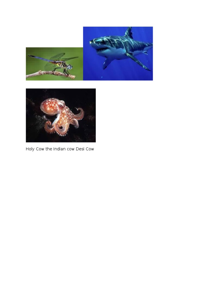 Animals Seas With Sea Insects | PDF