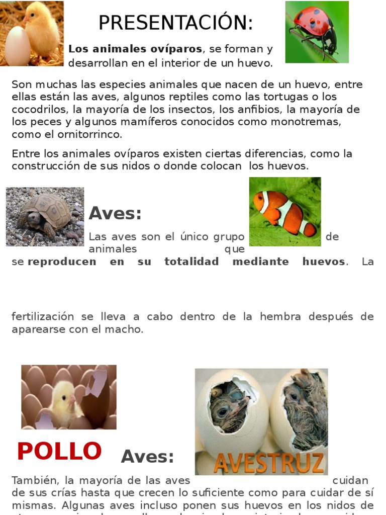 Reproducción ovípara: las diferentes estrategias de los animales para ...