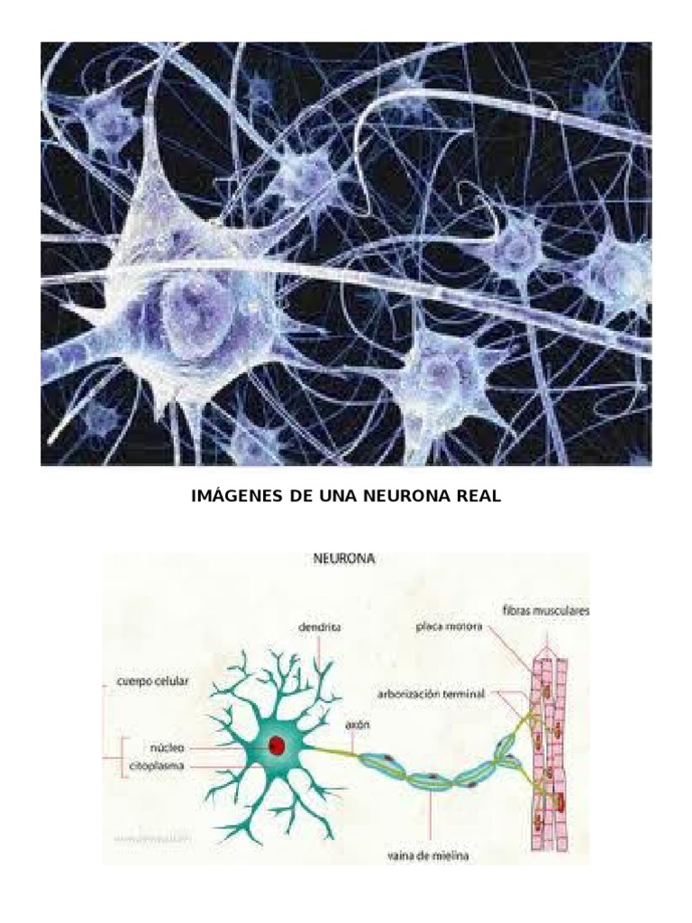 Imagenes de Una Neurona Real | PDF
