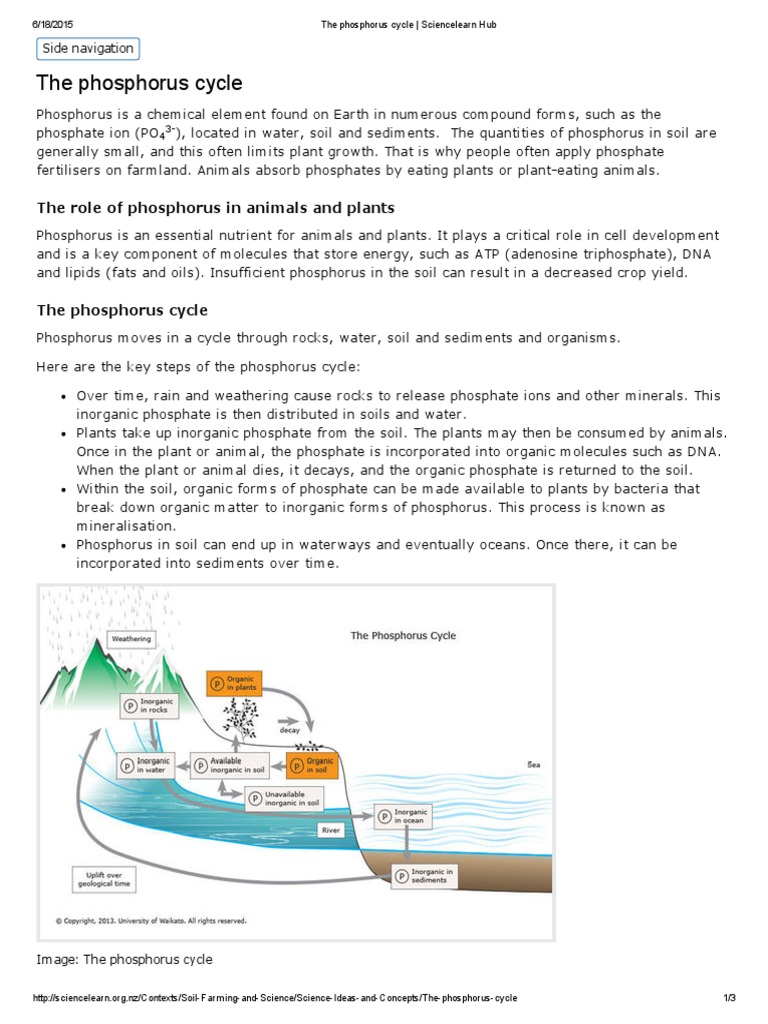 The Phosphorus Cycle | PDF | Phosphorus | Soil