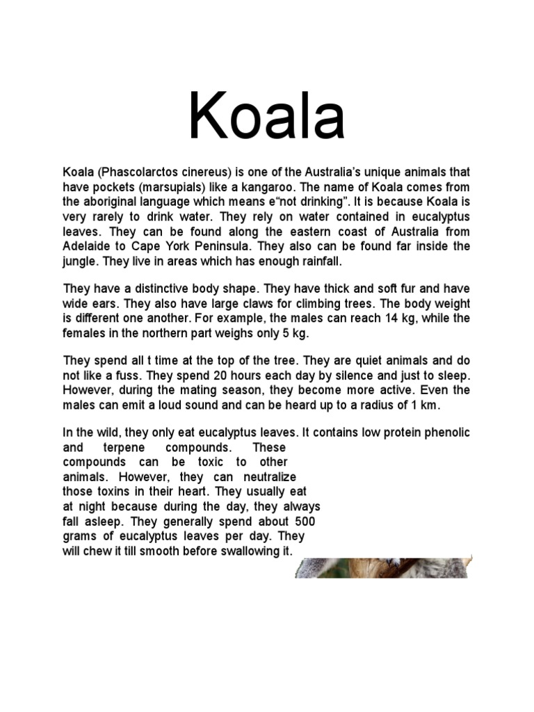 Report Text About Koala | PDF