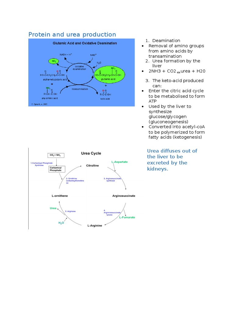Protein Metabolism and Urea Cycle | PDF | Science & Mathematics