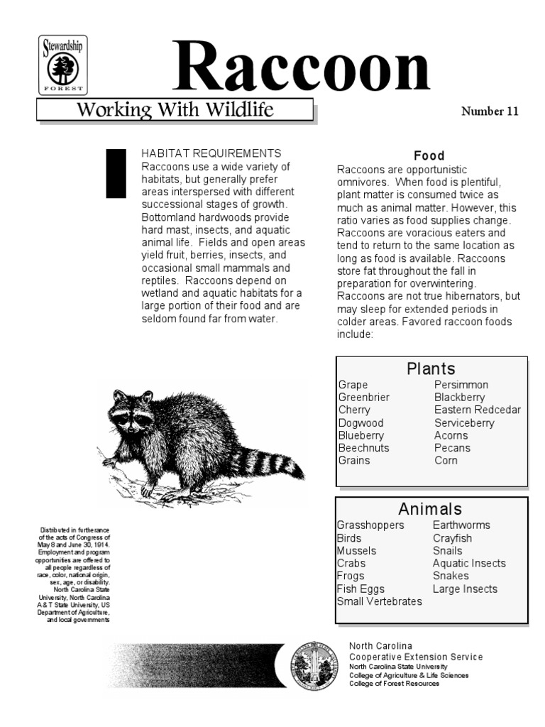 WWW 11 | PDF | Raccoon | Trees