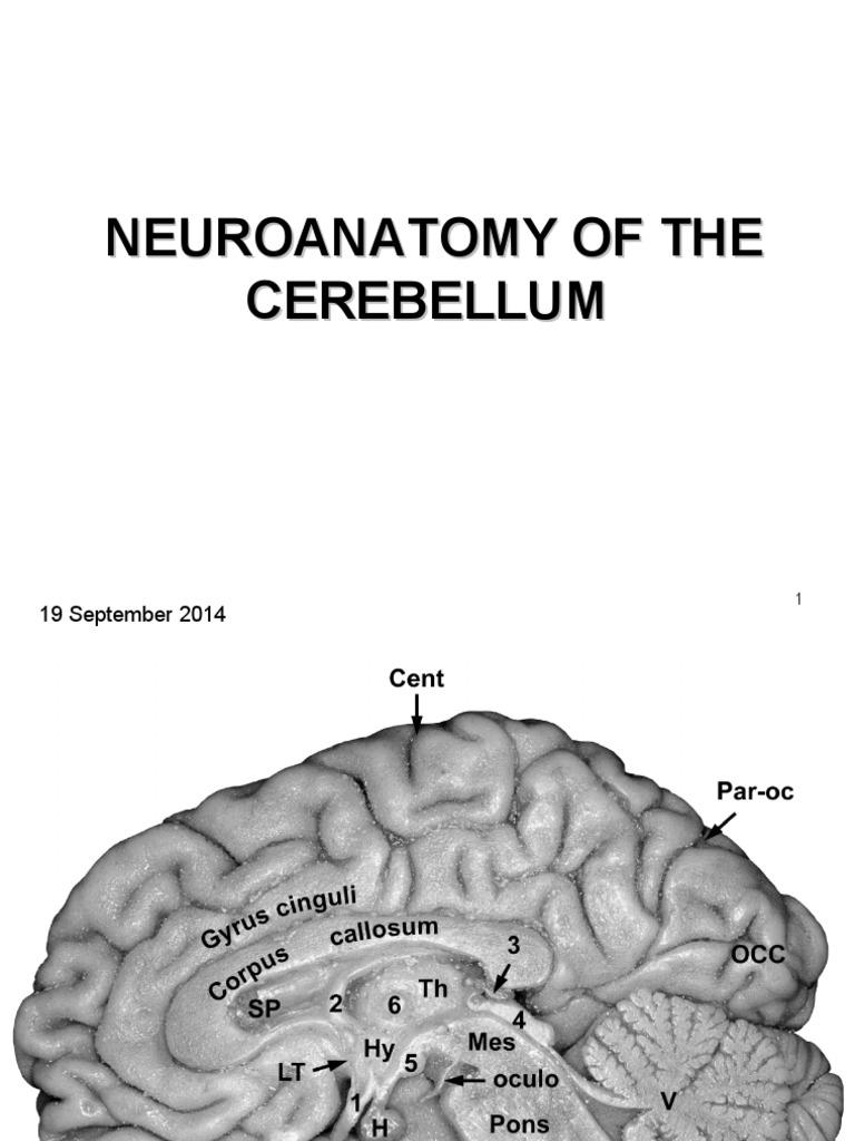 Cerebellum Neuroanatomy Guide | PDF | Cerebellum | Neuroanatomy