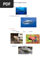 Rodent Skull Identification Guide | PDF | Tooth | Rodent